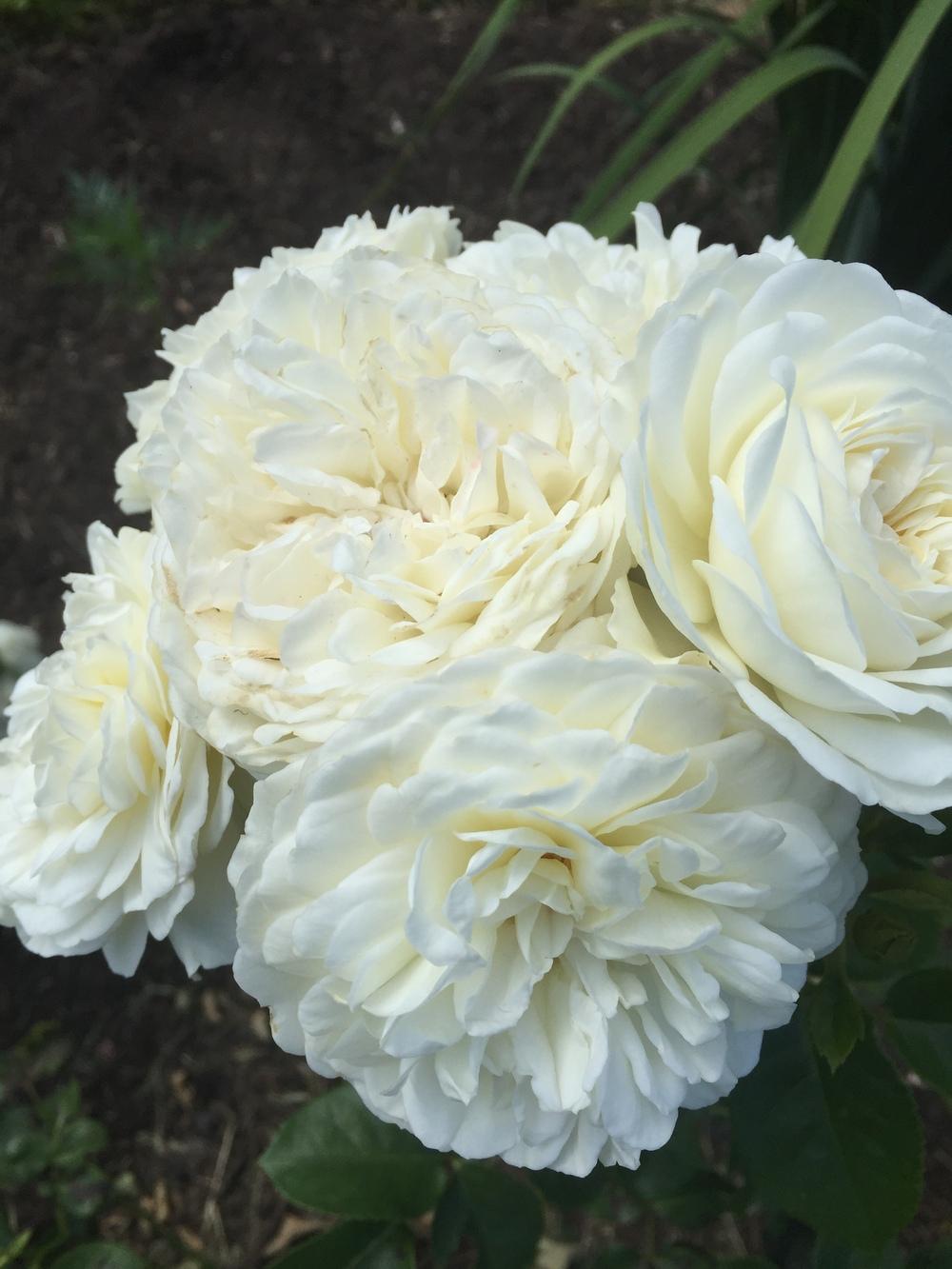 Photo of the bloom of Rose (Rosa 'Tranquillity') posted by Bmyoung ...