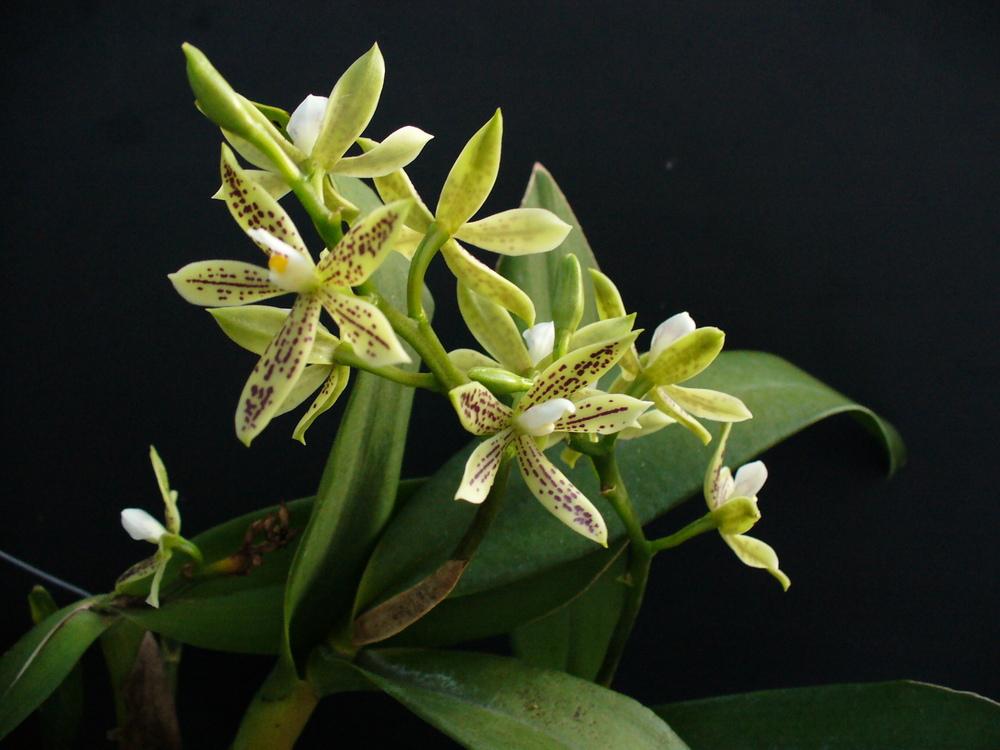 Photo of the bloom of Orchid (Prosthechea bueraremensis) posted by ...