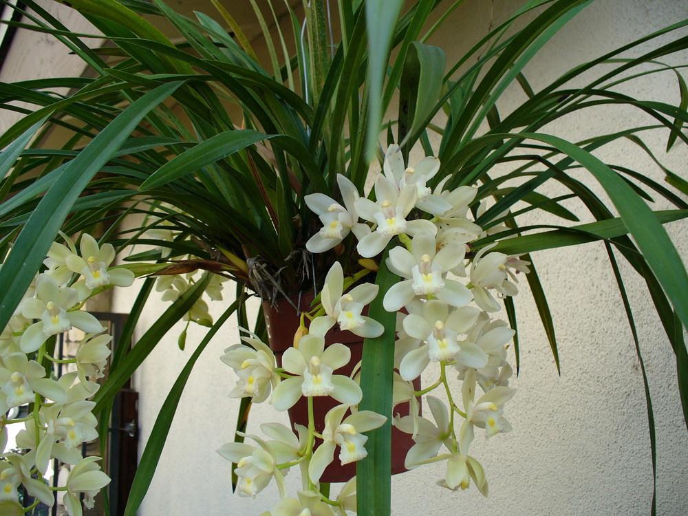 Photo of the entire plant of Orchid (Cymbidium Sarah Jean 'Ice Cascade ...