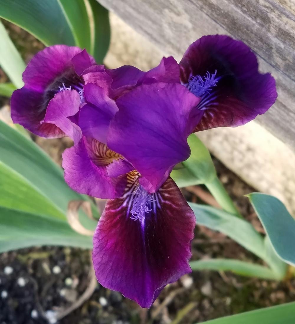 Photo of the bloom of Standard Dwarf Bearded Iris (Iris 'Dark Crystal ...