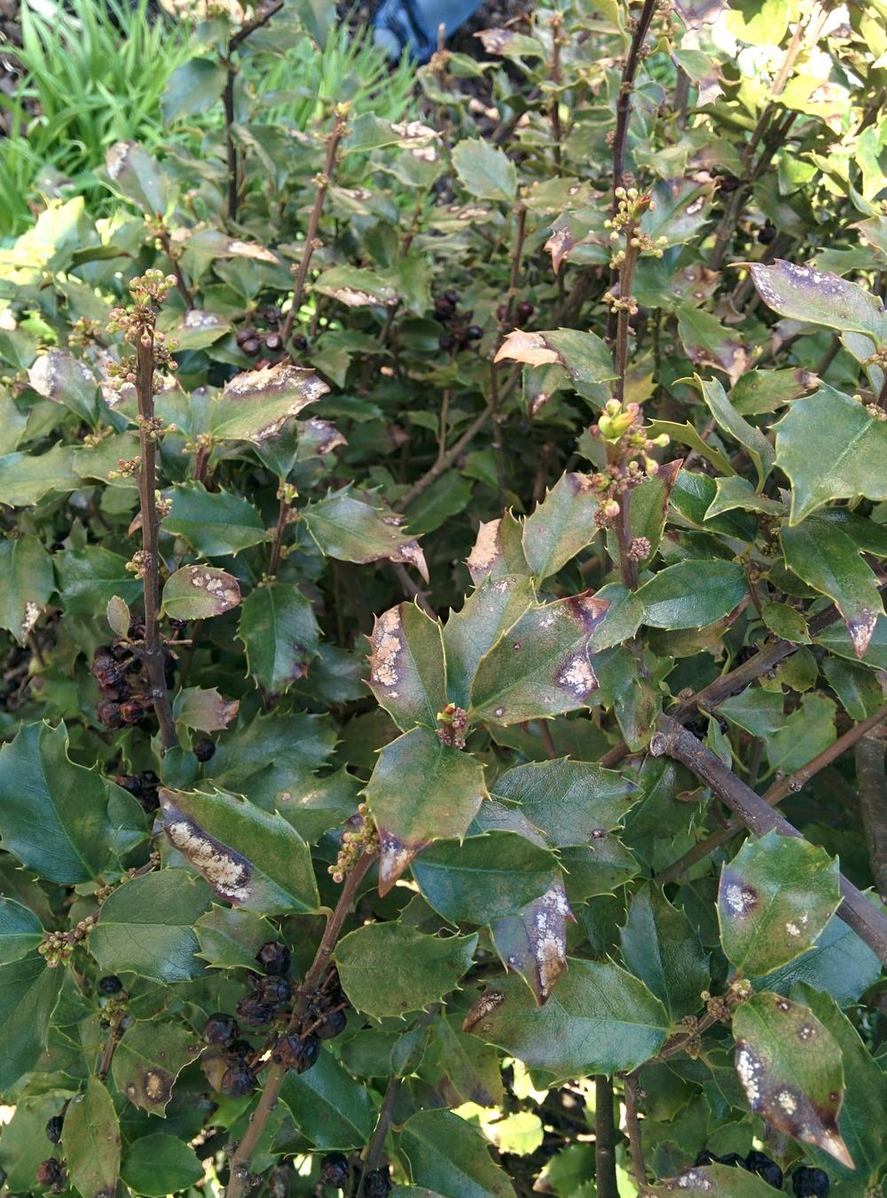Holly Bush Sick? in the Ask a Question forum - Garden.org