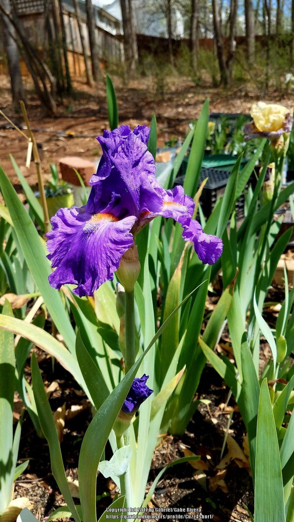 Tall Bearded Iris (Iris 'Bingo Bango Bongo') in the Irises Database ...