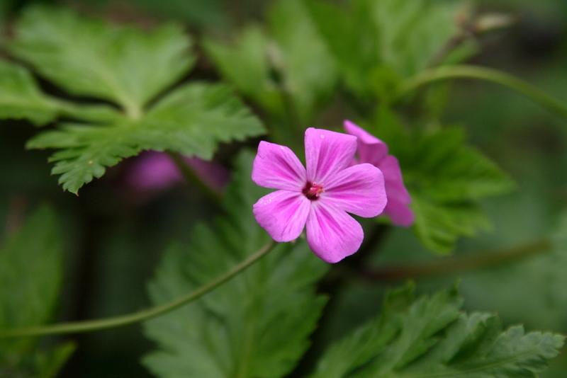 Canary Island Geranium (Geranium palmatum) in the Geraniums Database ...