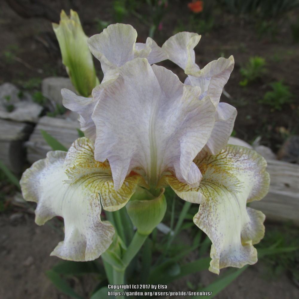 Intermediate Bearded Iris (Iris 'Goddess of Luck') in the Irises ...