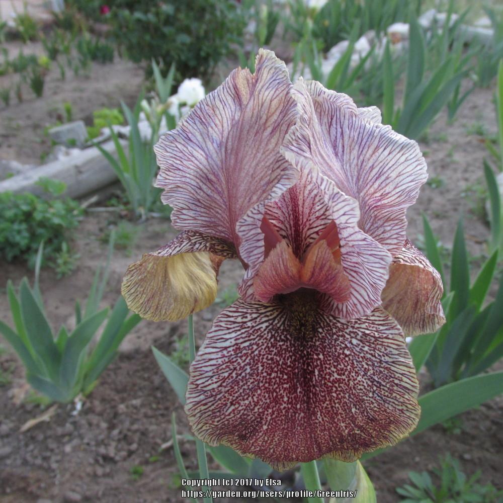 Photo of the bloom of Arilbred Iris (Iris 'Sand Dancer') posted by GreenIris - Garden.org