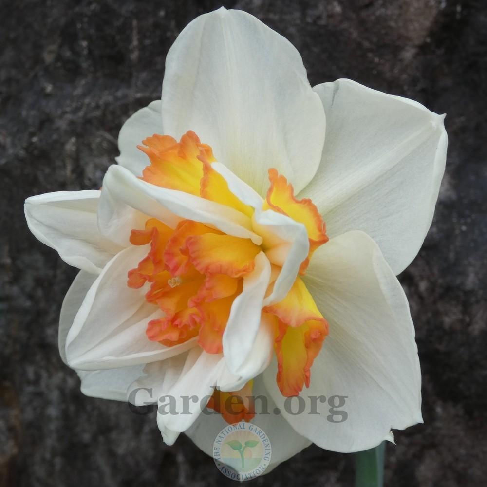 Double Daffodil (Narcissus 'Pink Performance') in the Daffodils ...