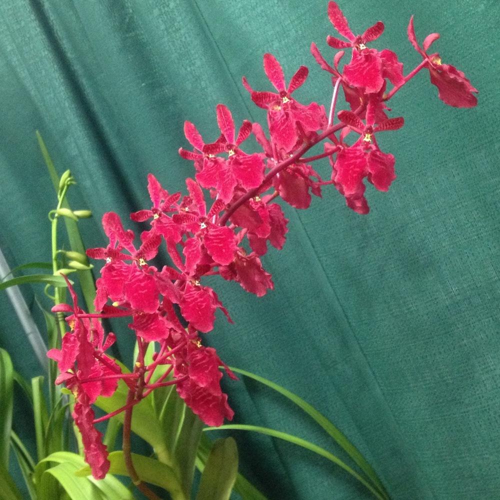 Orchid (Renanthera Datin Blanche Olbery) - Garden.org