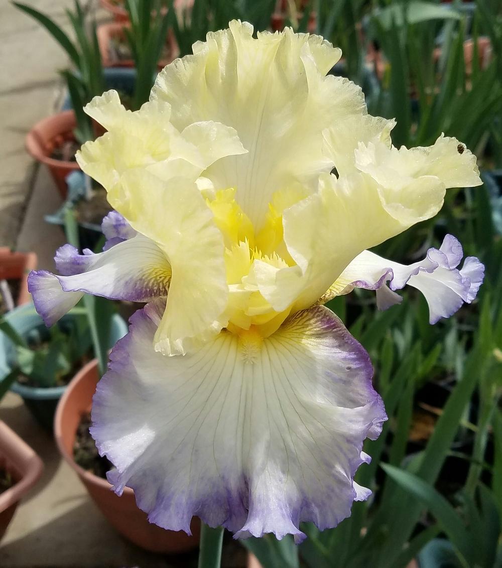 Photo of the bloom of Tall Bearded Iris (Iris 'Boundless') posted by mesospunky - Garden.org