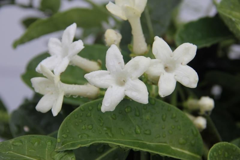 Stephanotis pruning in the Ask a Question forum - Garden.org
