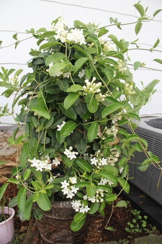 Stephanotis pruning in the Ask a Question forum - Garden.org