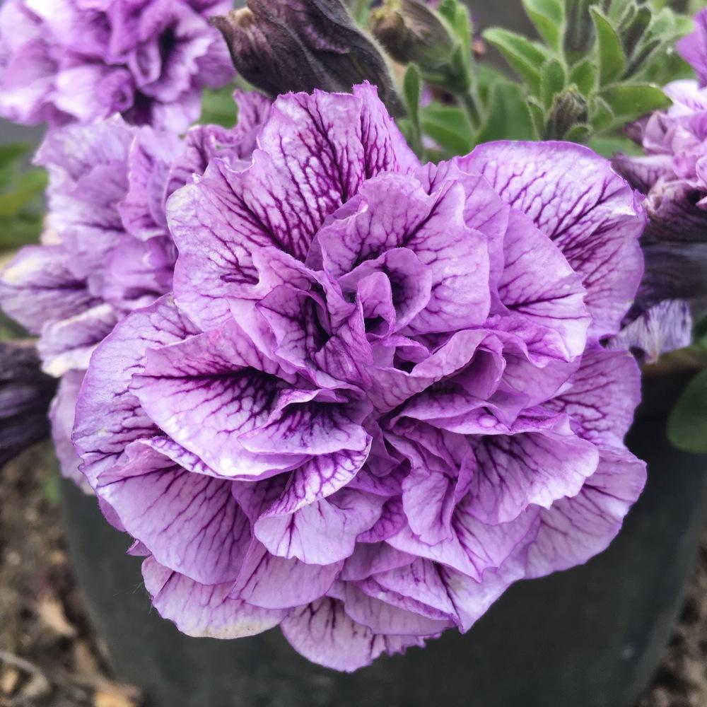 Petunias: Plant Care and Collection of Varieties - Garden.org