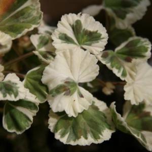 Geranium (Pelargonium 'Brocade Catalina') in the Pelargoniums Database ...