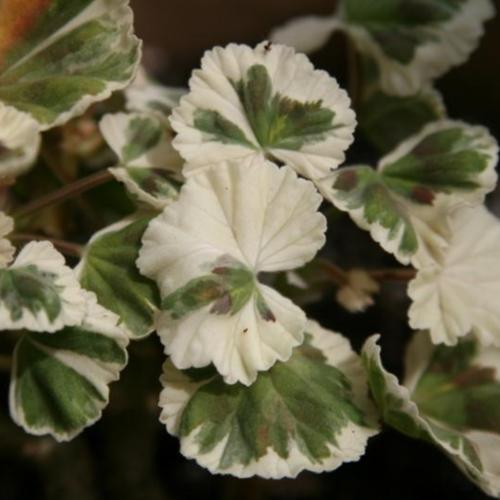 Geranium (Pelargonium 'Brocade Catalina') in the Pelargoniums Database ...