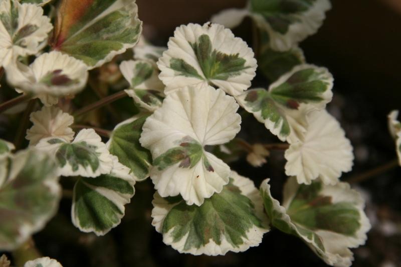 Geranium (Pelargonium 'Brocade Catalina') in the Pelargoniums Database ...