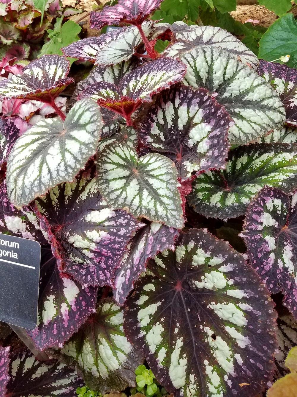 Photo of the entire plant of Rex-cultorum Begonia (Begonia 'Fireworks ...