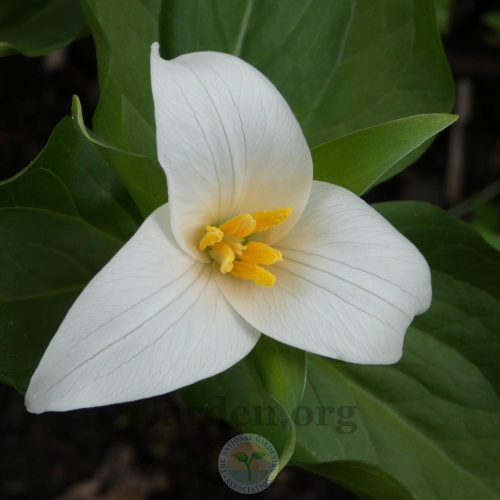 Photo of the bloom of Great White Trillium (Trillium grandiflorum ...