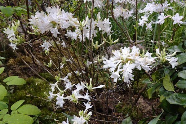 Photo of the entire plant of Alabama Azalea (Rhododendron alabamense ...