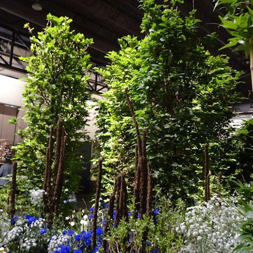 Photo of the entire plant of Columnar Sweetgum (Liquidambar styraciflua ...