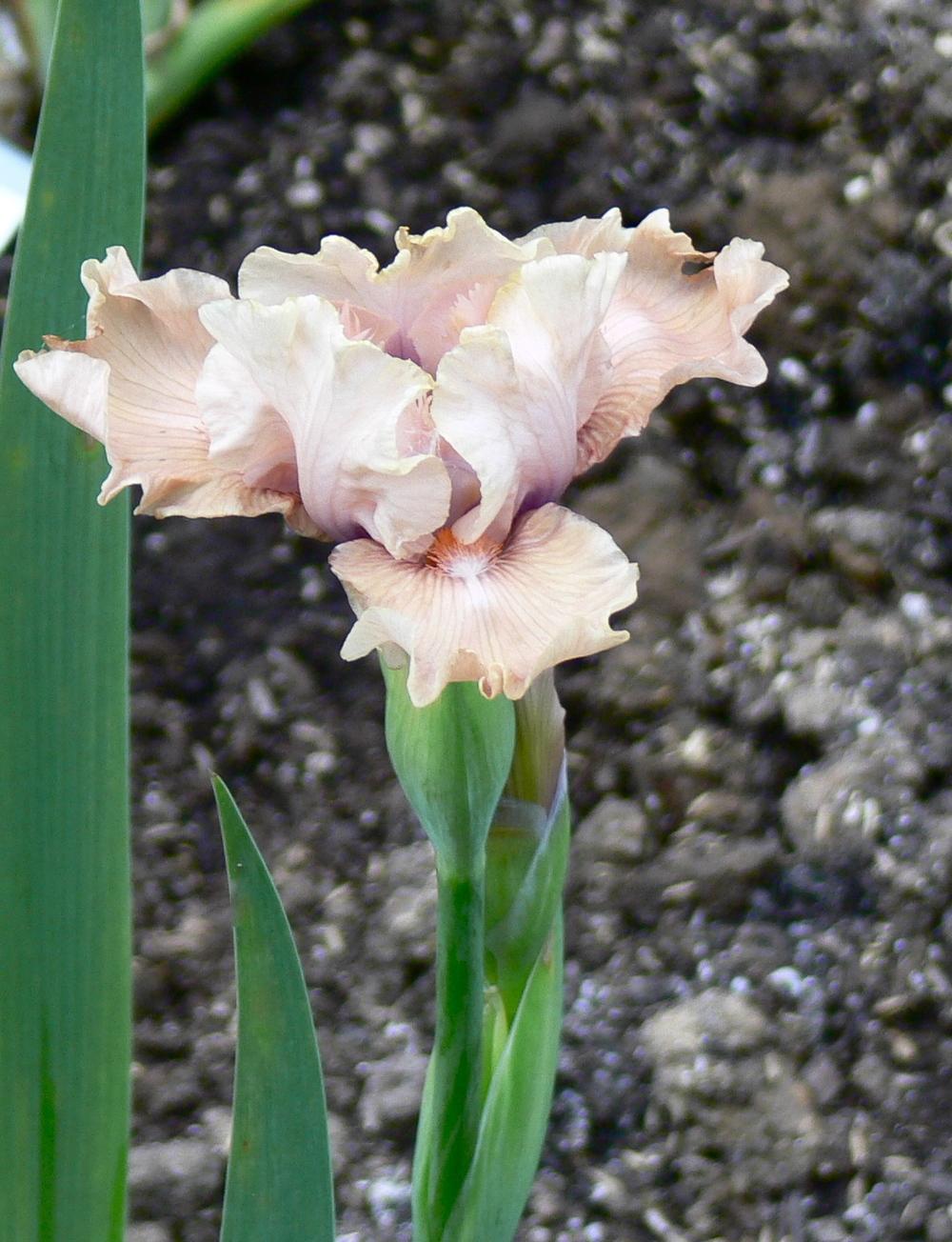 Intermediate Bearded Iris (Iris 'Date Me') in the Irises Database ...