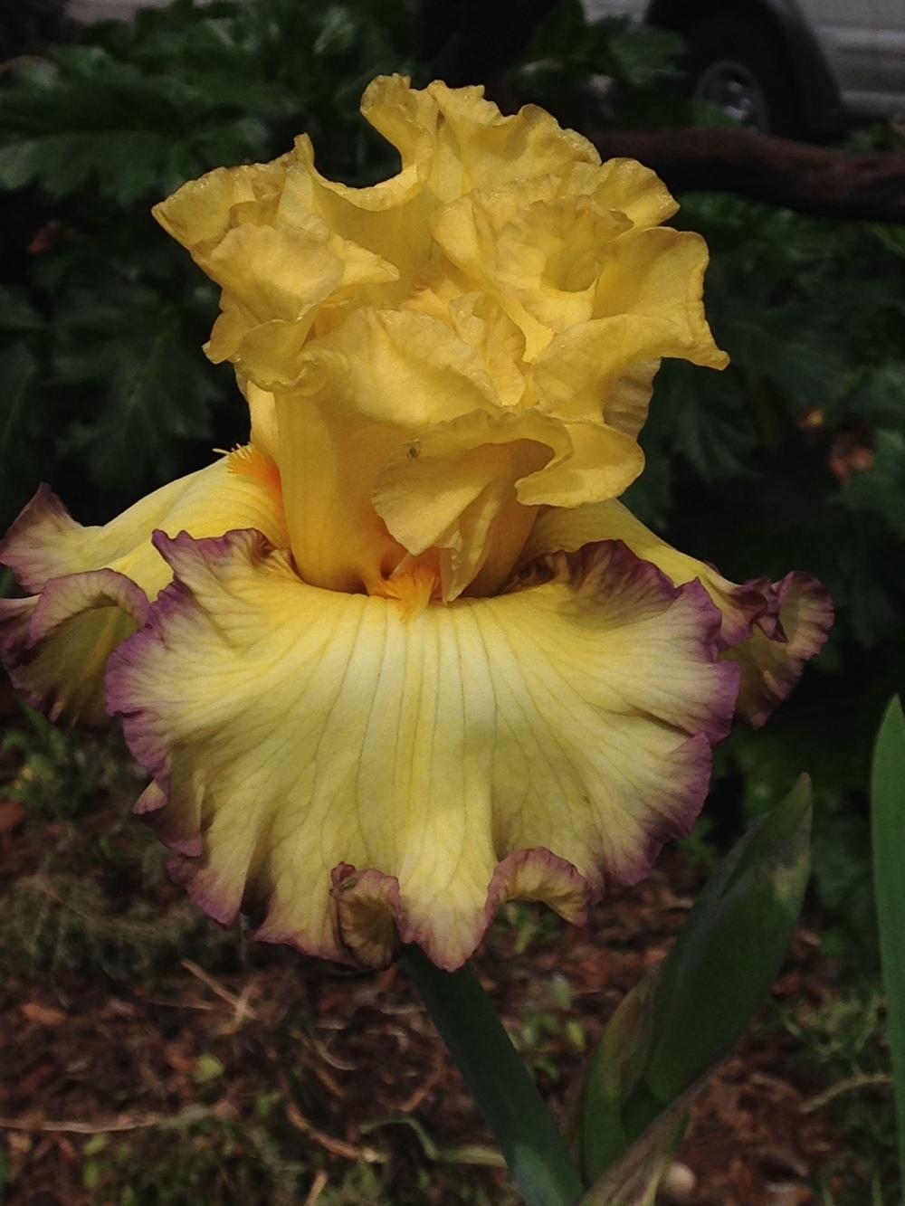 Photo of the bloom of Tall Bearded Iris (Iris 'Ruby Moon') posted by ...