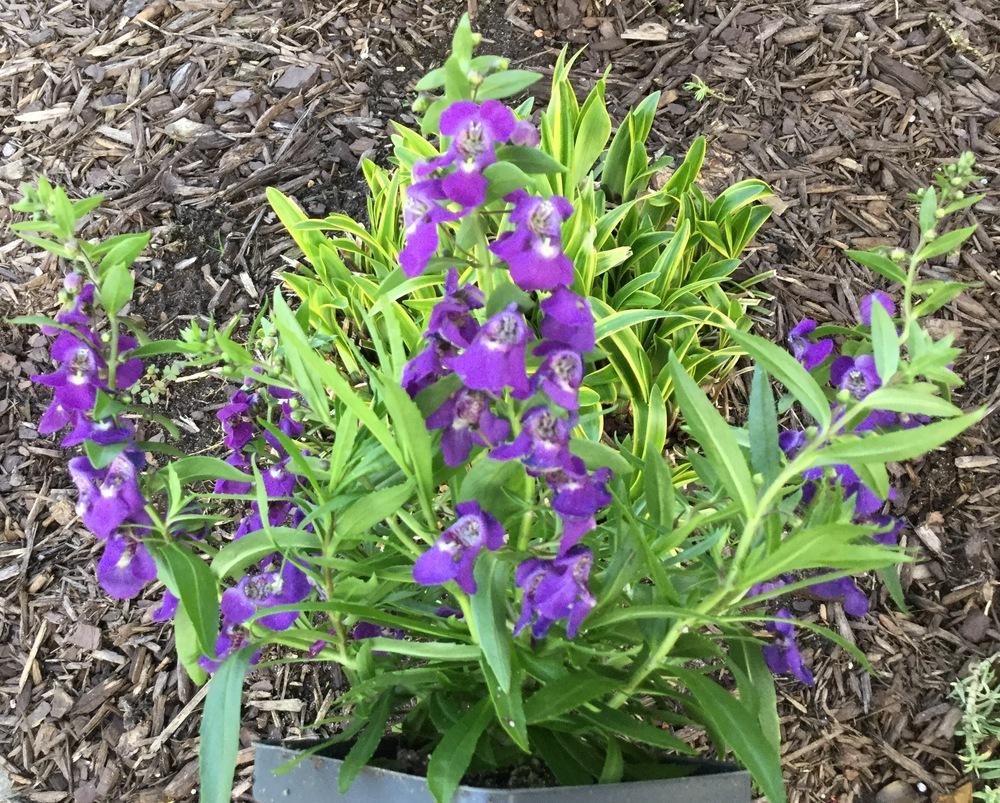 Summer Snapdragon (Angelonia angustifolia AngelMist® Spreading Dark ...