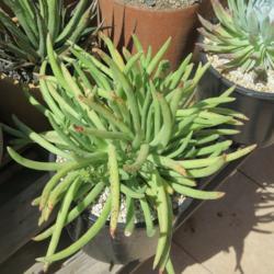 Cactus and Tender Succulents forum: Help with a list of succulents ...