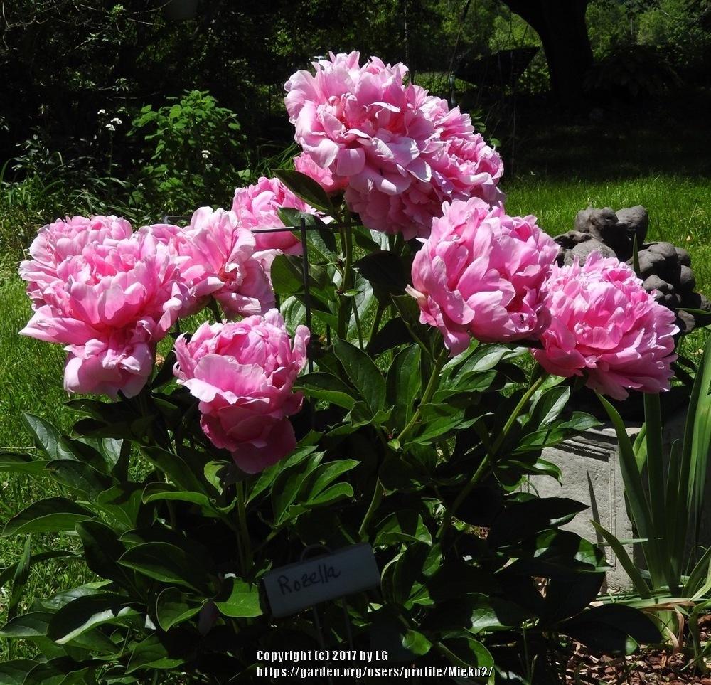 Daily Peony Photo in the Peonies forum - Garden.org