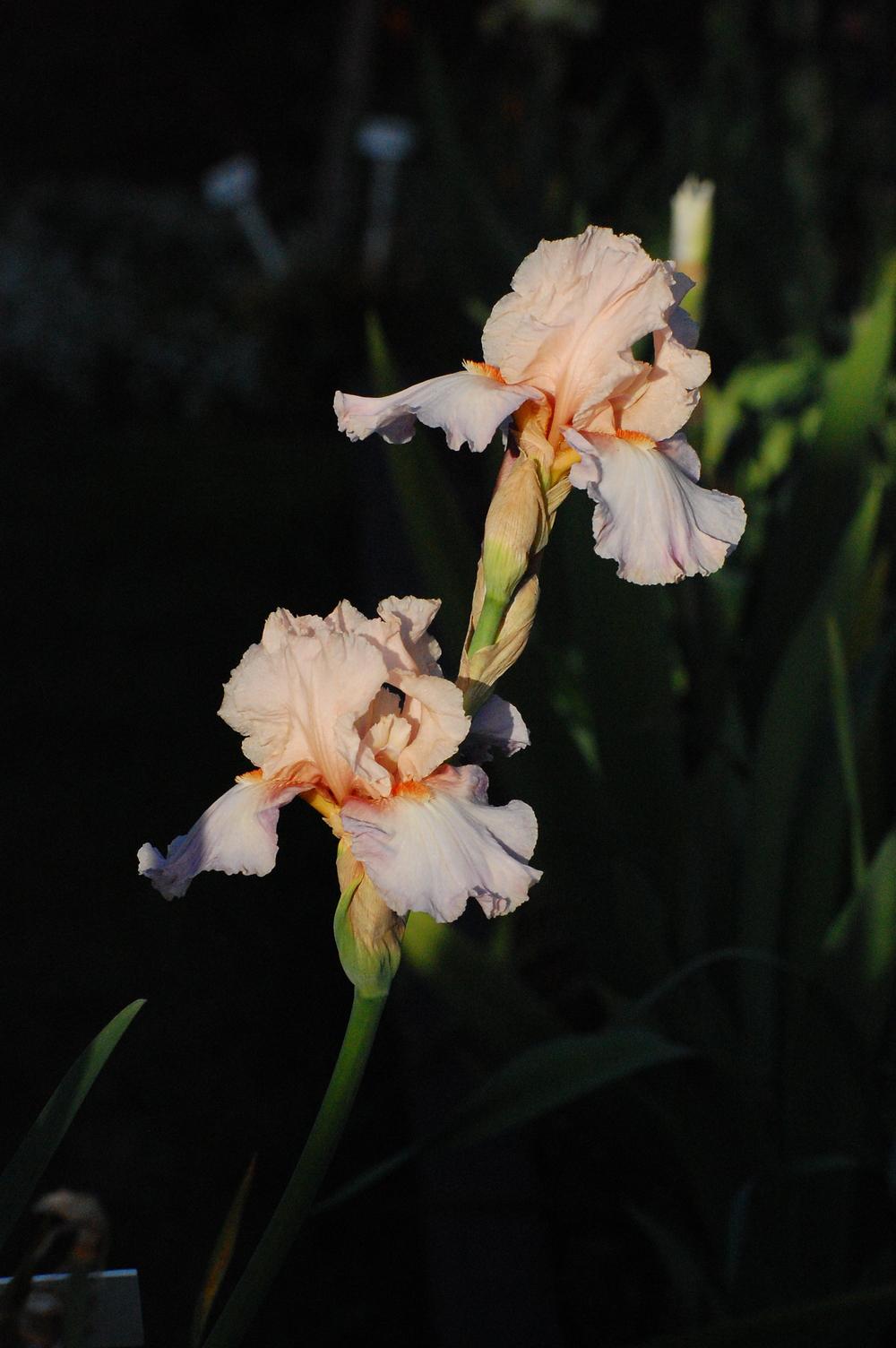 Photo of the bloom of Tall Bearded Iris (Iris 'Berry Blush') posted by ...