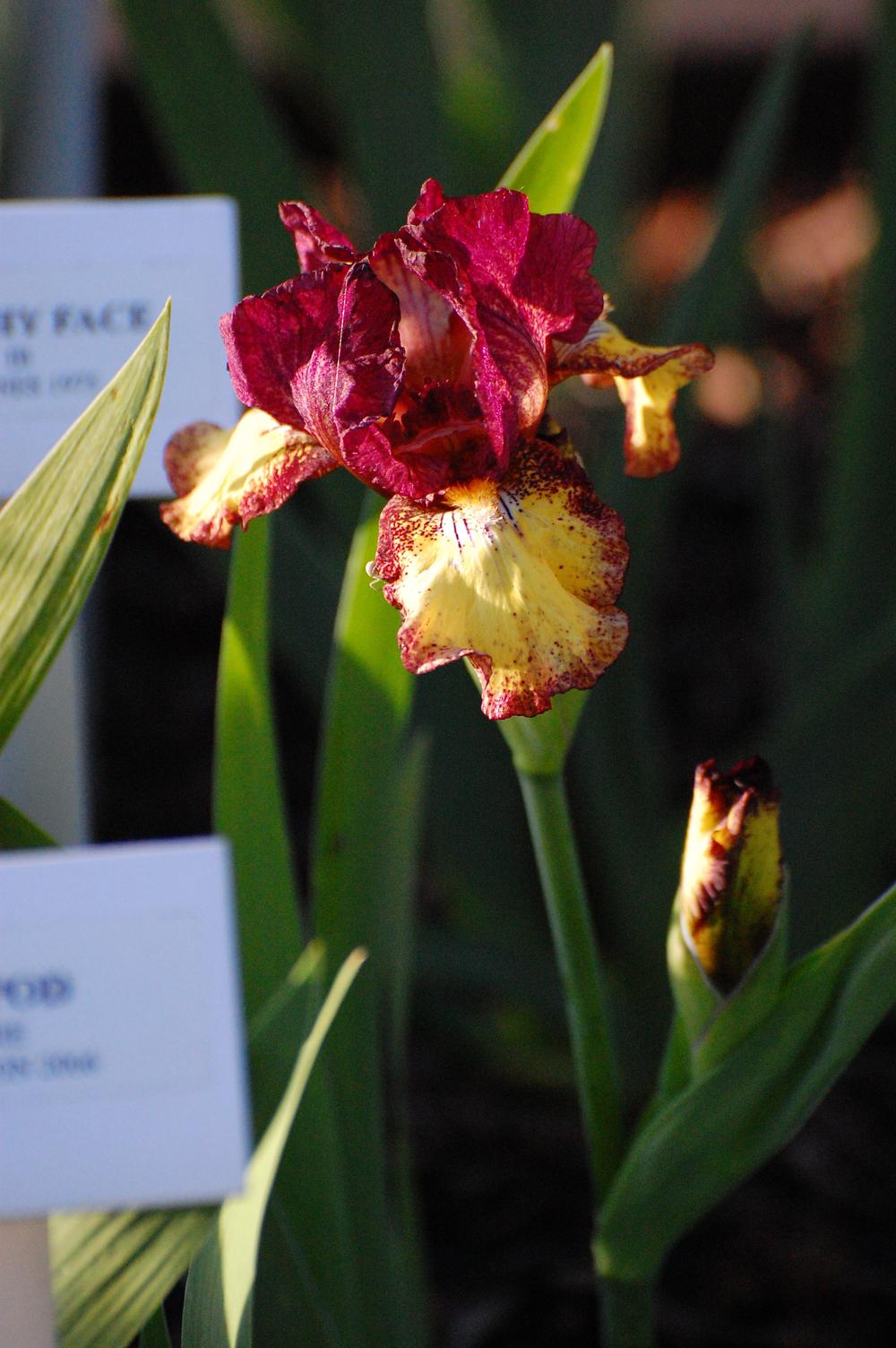 Photo of the bloom of Intermediate Bearded Iris (Iris 'Tripod') posted ...