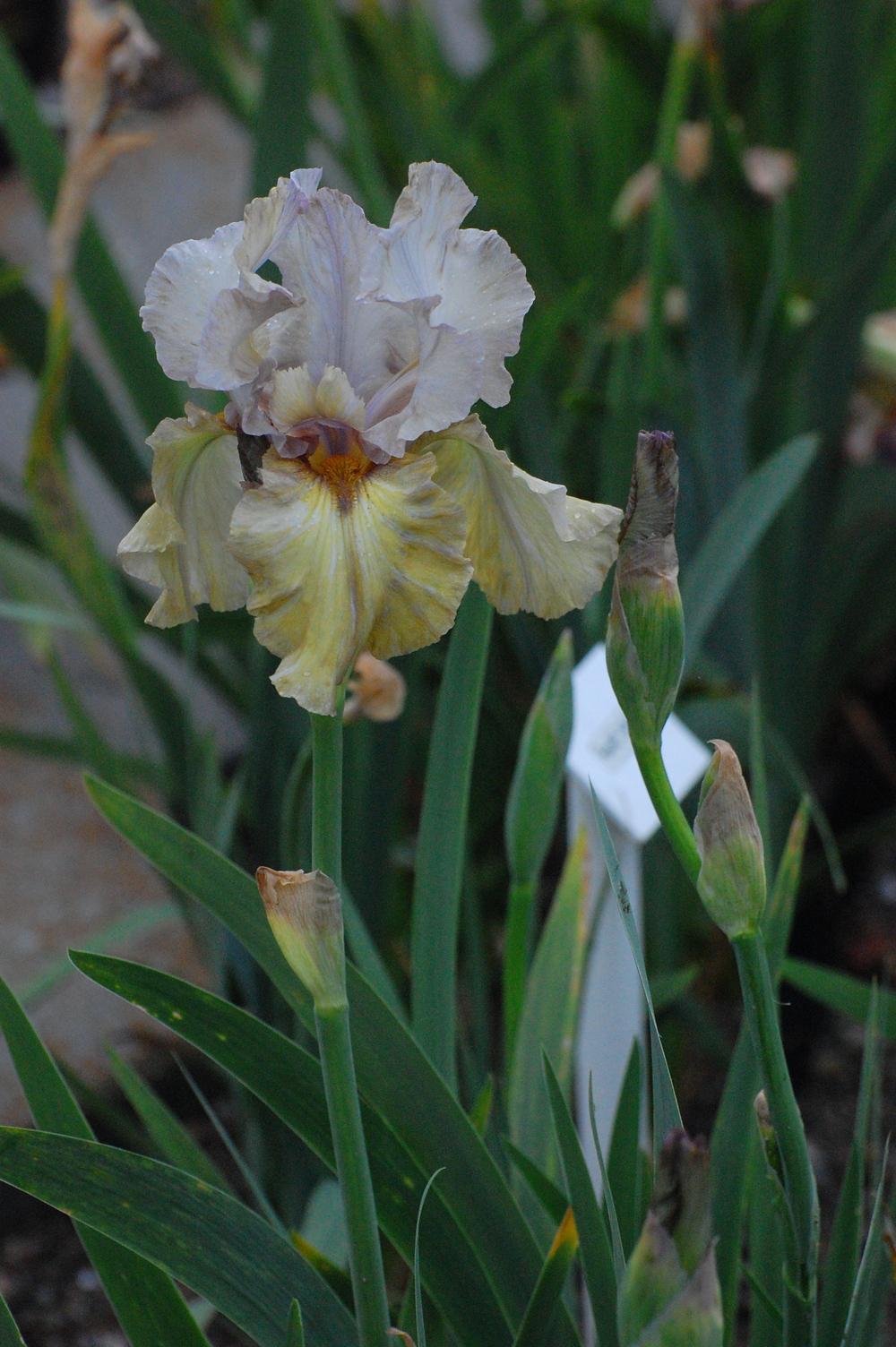 Photo of the bloom of Arilbred Iris (Iris 'Desert Spirit') posted by ...