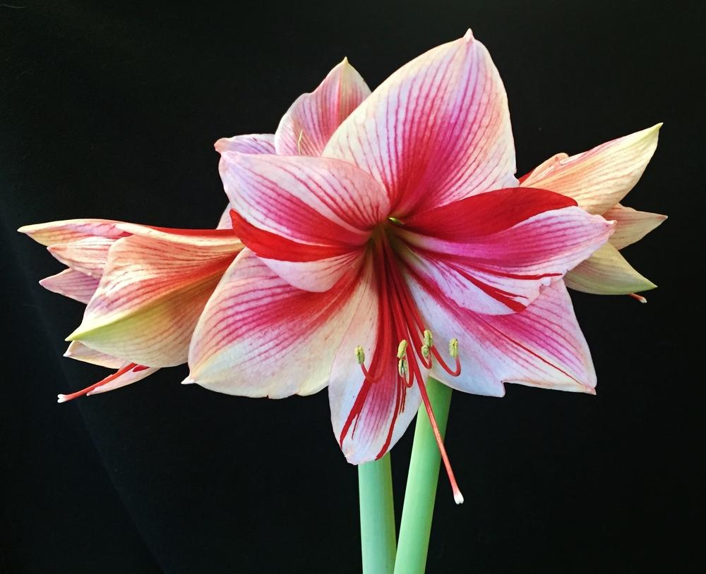 Amaryllis: Plant Care and Collection of Varieties - Garden.org