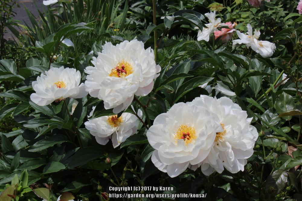 Daily Peony Photo in the Peonies forum - Garden.org