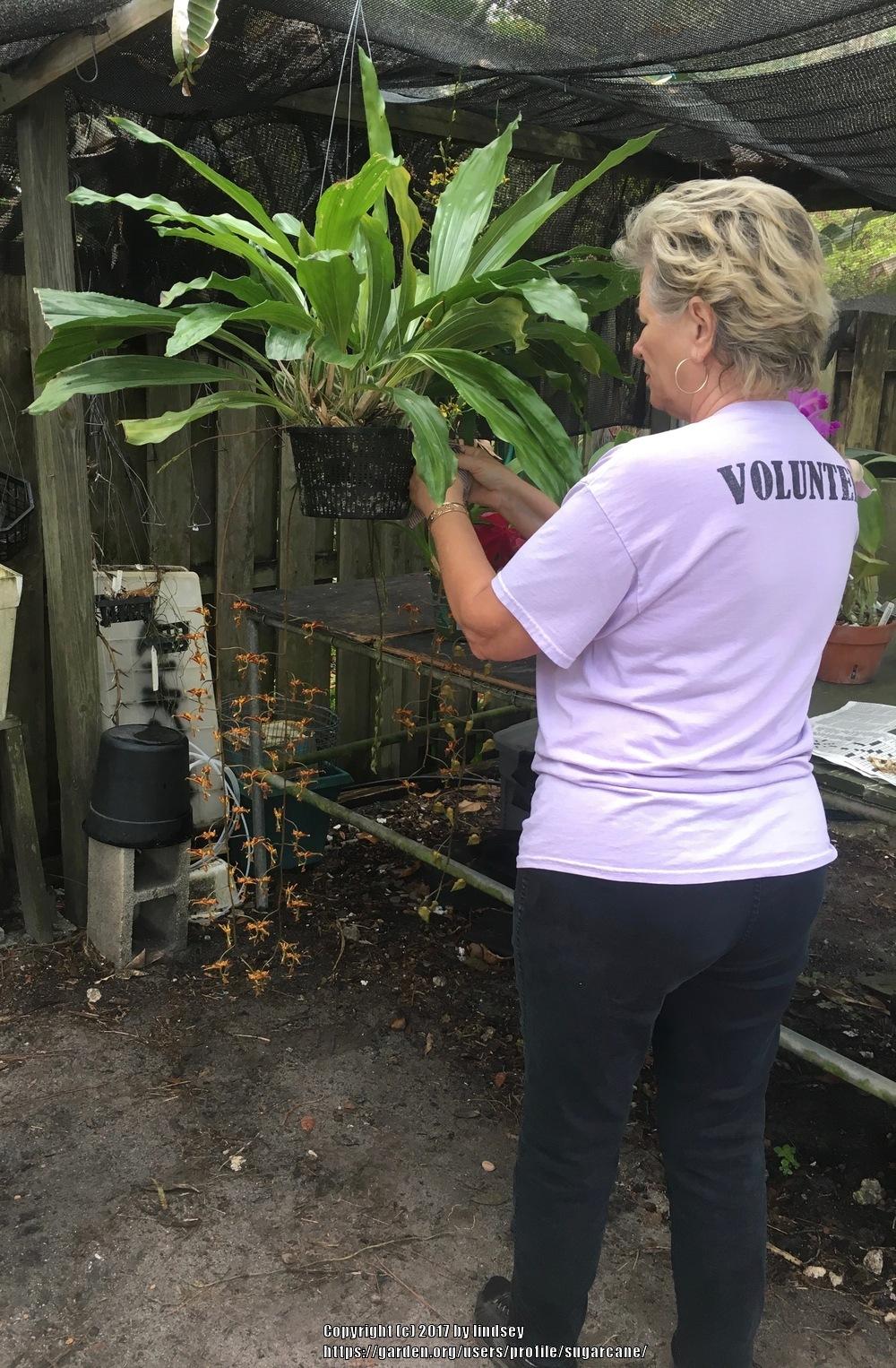 Photo of the entire plant of Orchid (Gongora fulva) posted by sugarcane ...