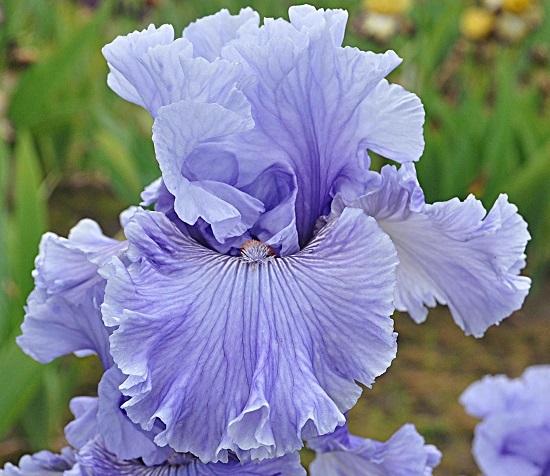 Photo of the bloom of Tall Bearded Iris (Iris 'Ocean Liner') posted by ...