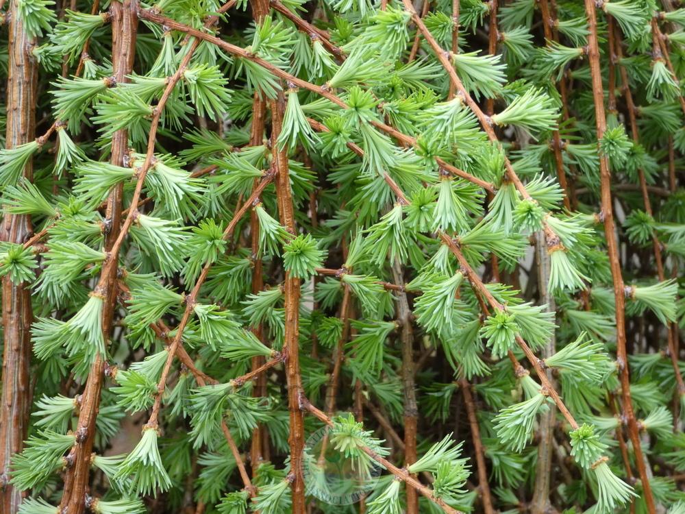 Photo of the leaves of Weeping Larch (Larix decidua 'Pendula') posted ...