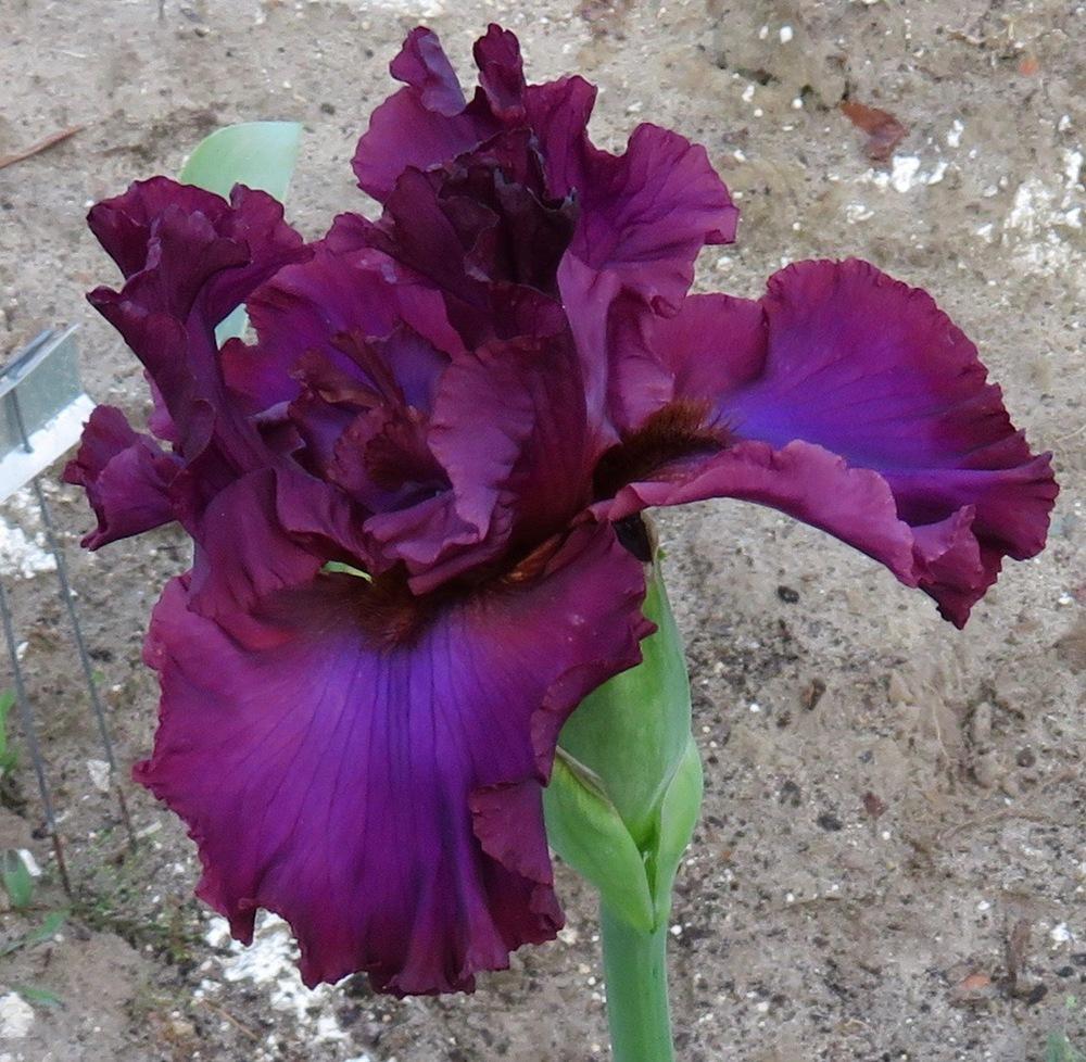Photo of the bloom of Tall Bearded Iris (Iris 'Candy Apple Classic ...