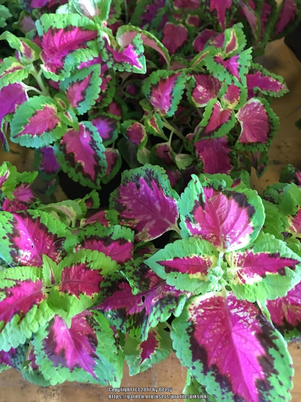 Photo of the leaves of Coleus (Coleus scutellarioides 'Fairway Rose ...