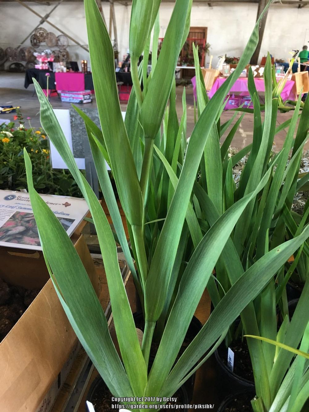 Louisiana Iris (Iris 'Lone Star') in the Irises Database - Garden.org