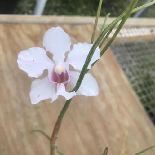 Orchid (Papilionanthe Mundyi) - Garden.org