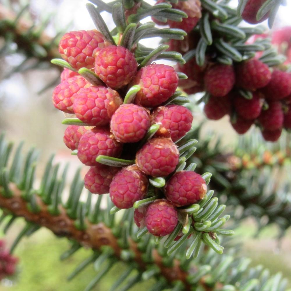 Spanish Fir (Abies pinsapo subsp. pinsapo 'Glauca') - Garden.org