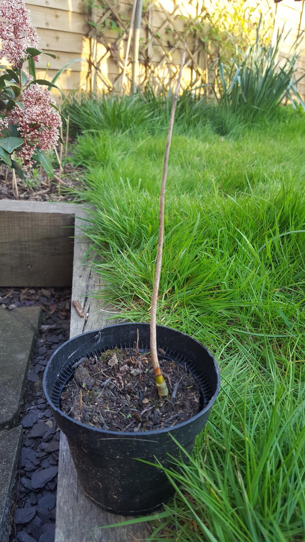 I seem to have grown a stick? in the Plant ID forum - Garden.org
