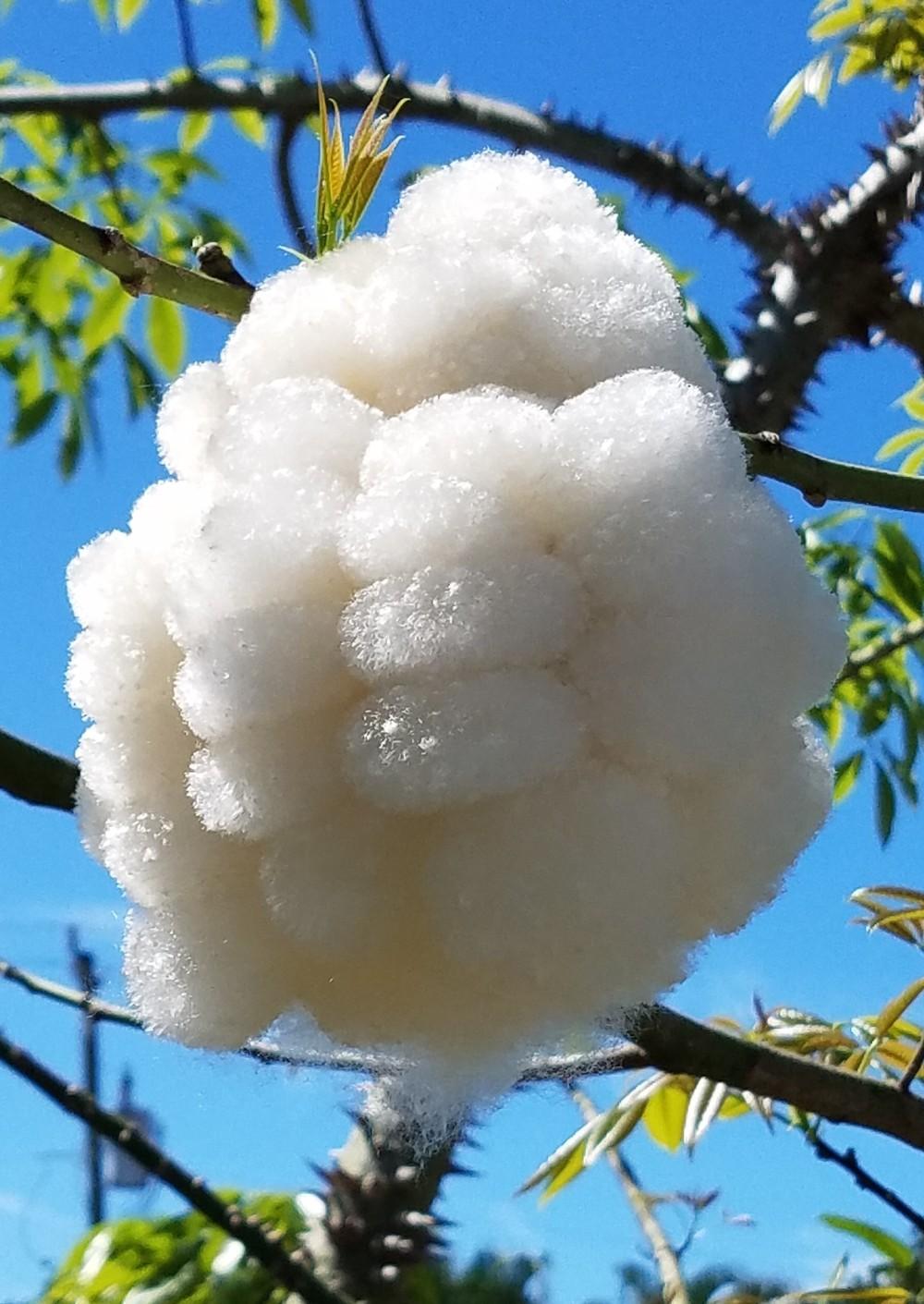 Photo of the seed pods or heads of Floss Silk Tree (Ceiba speciosa ...