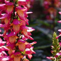 Photo of the bloom of Foxglove (Digitalis Digiplexis® Illumination ...