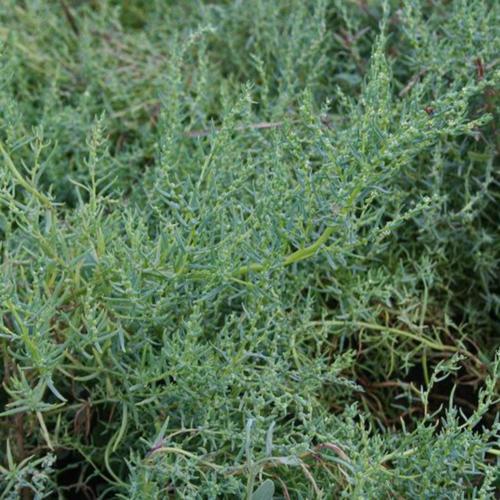 Herbaceous seepweed (Suaeda maritima) - Garden.org
