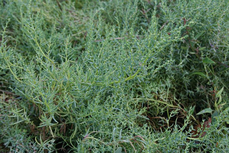 Herbaceous seepweed (Suaeda maritima) - Garden.org