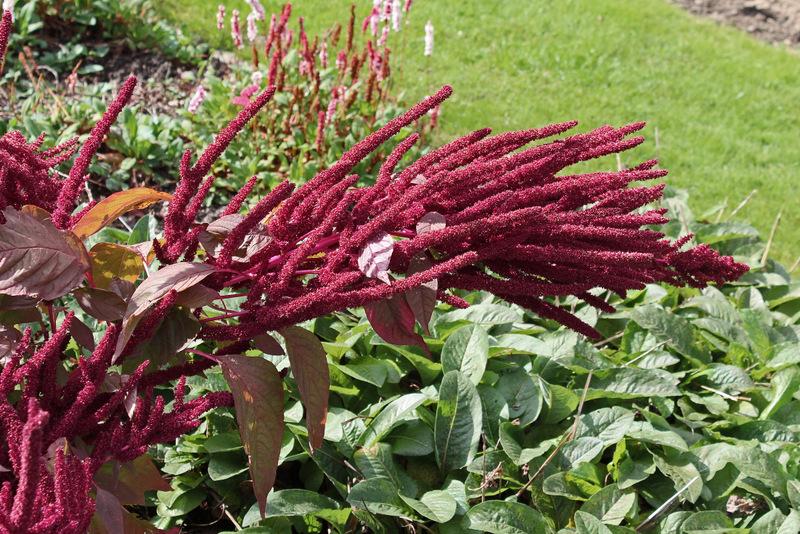 Green Amaranth (Amaranthus hybridus) - Garden.org