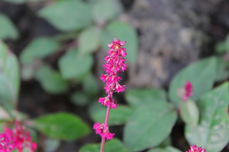 Cyathula prostrata - Garden.org