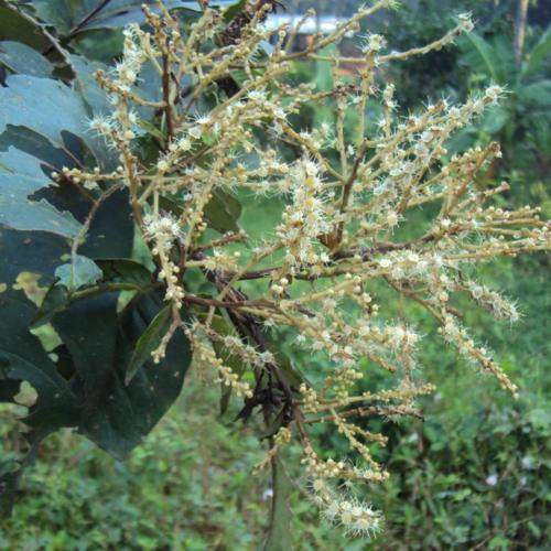 Kindal Tree (Terminalia paniculata) - Garden.org