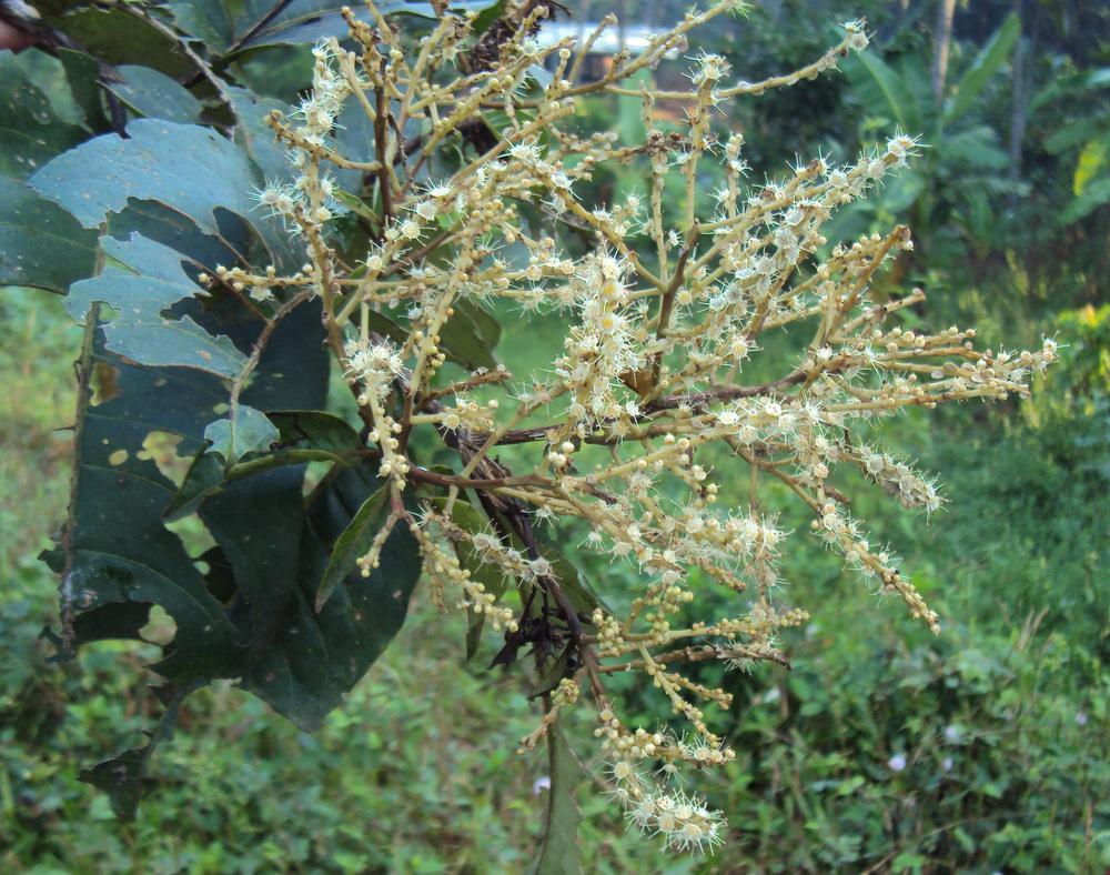 Kindal Tree (Terminalia paniculata) - Garden.org