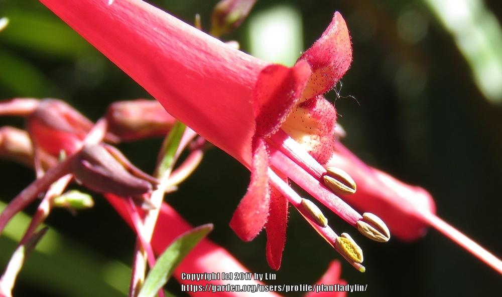 Cape Fuchsia (Phygelius 'Red Alert') - Garden.org